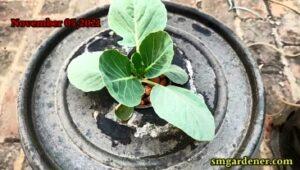 Hydroponic Cabbage in Deep Water Culture - SMgardener