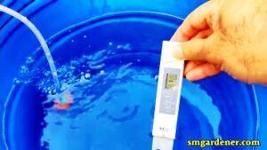 Hydroponic Cabbage in Deep Water Culture - SMgardener